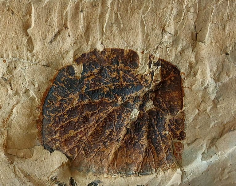 Fossils of Delicate Tissue: Rapidly Formed in the Genesis Flood – Christworks Ministries