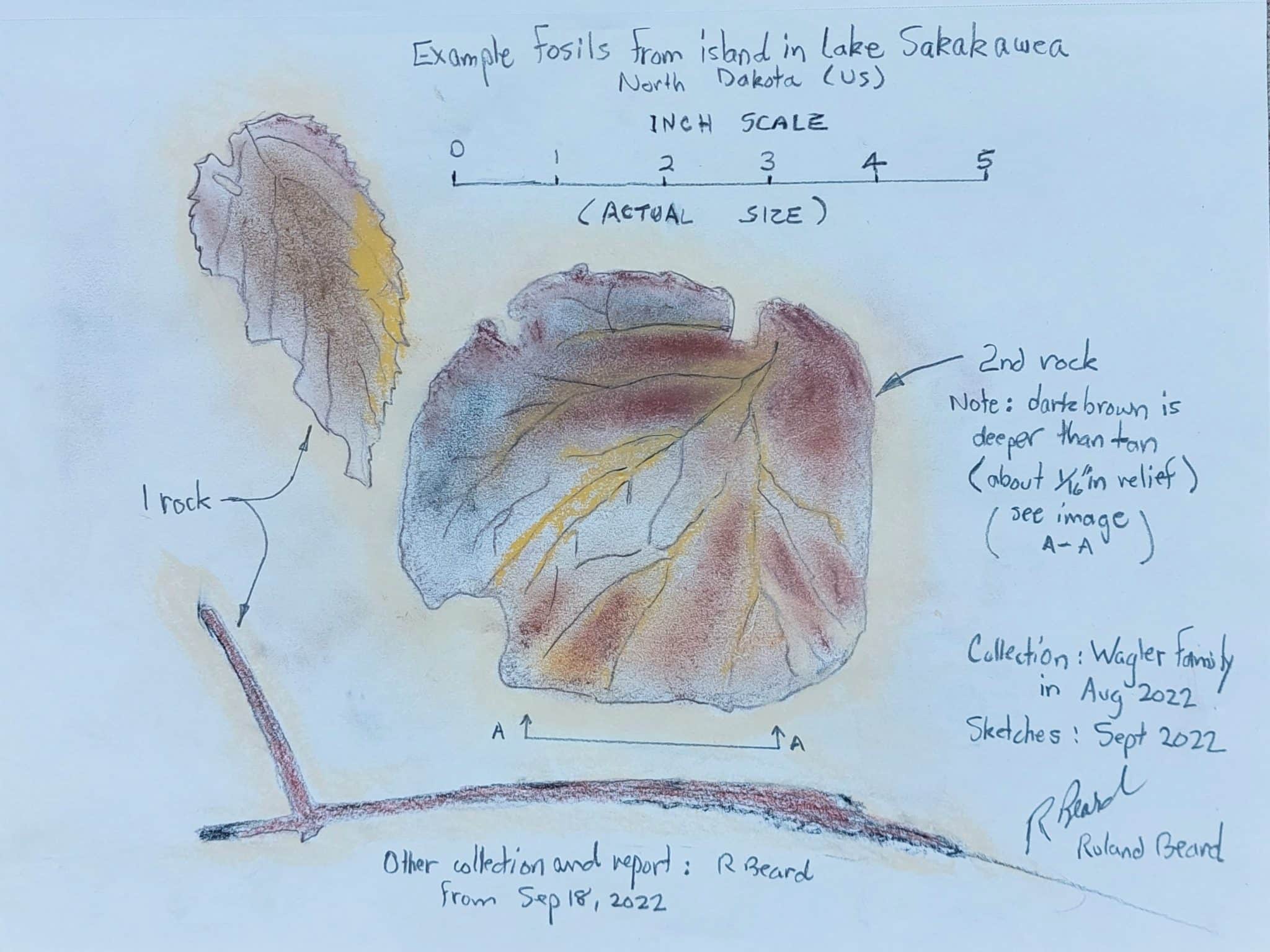 Fossils of Delicate Tissue: Rapidly Formed in the Genesis Flood ...